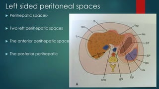 anatomy of Peritoneal spaces | PPTX