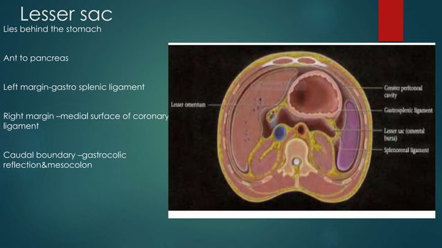 anatomy of Peritoneal spaces | PPTX | Reproductive Health | Diseases ...