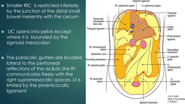anatomy of Peritoneal spaces | PPTX | Reproductive Health | Diseases ...