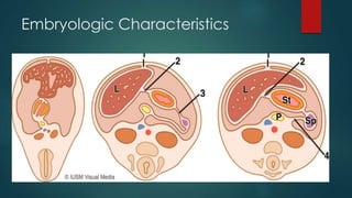 anatomy of Peritoneal spaces | PPTX