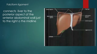 anatomy of Peritoneal spaces | PPTX