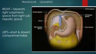 anatomy of Peritoneal spaces | PPTX