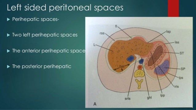 anatomy of Peritoneal spaces