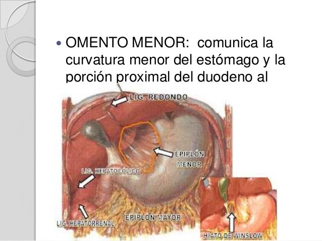 Peritoneo