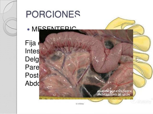 Peritoneo
