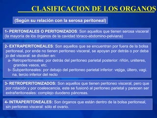 Peritoneo y fascias de coalescencia | PPTX