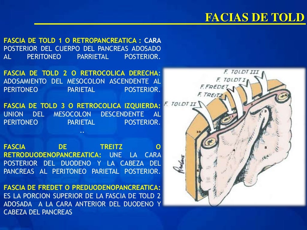 Peritoneo y fascias de coalescencia