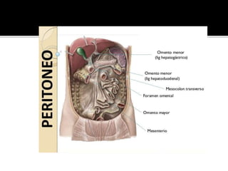 Peritoneo | PPTX
