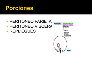 Peritoneo | PPTX