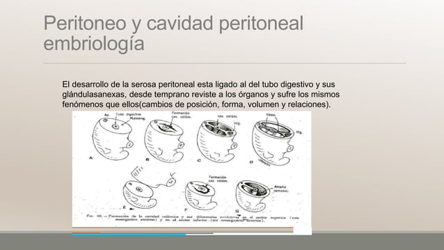 Peritoneo | PPTX | Biological Sciences | Science