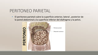 Peritoneo | PPTX