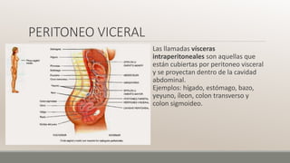 Peritoneo | PPTX