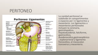Peritoneo | PPTX