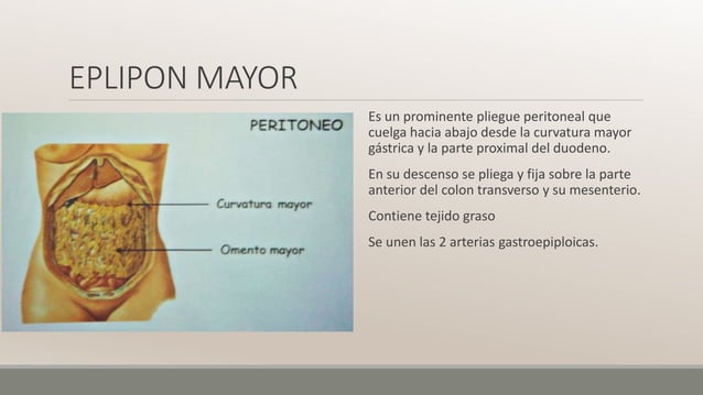 Peritoneo | PPTX | Biological Sciences | Science