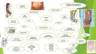 Peritoneo | PPTX