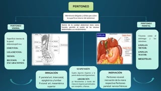 Peritoneo | PPTX