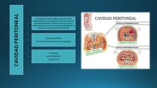 Peritoneo | PPTX