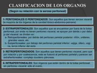 Peritoneo | PPTX