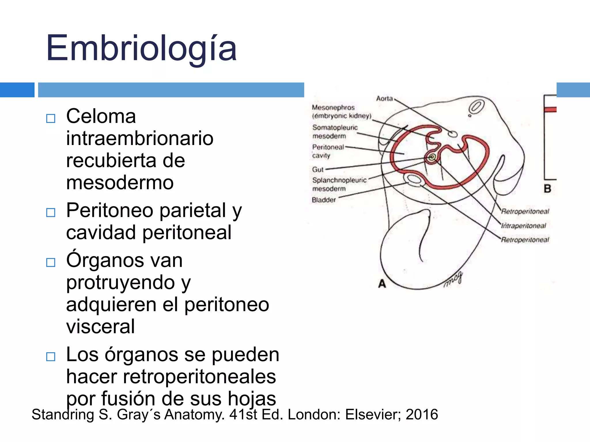 Anatomía y Fisiología del peritoneo y peritonitis | PPTX