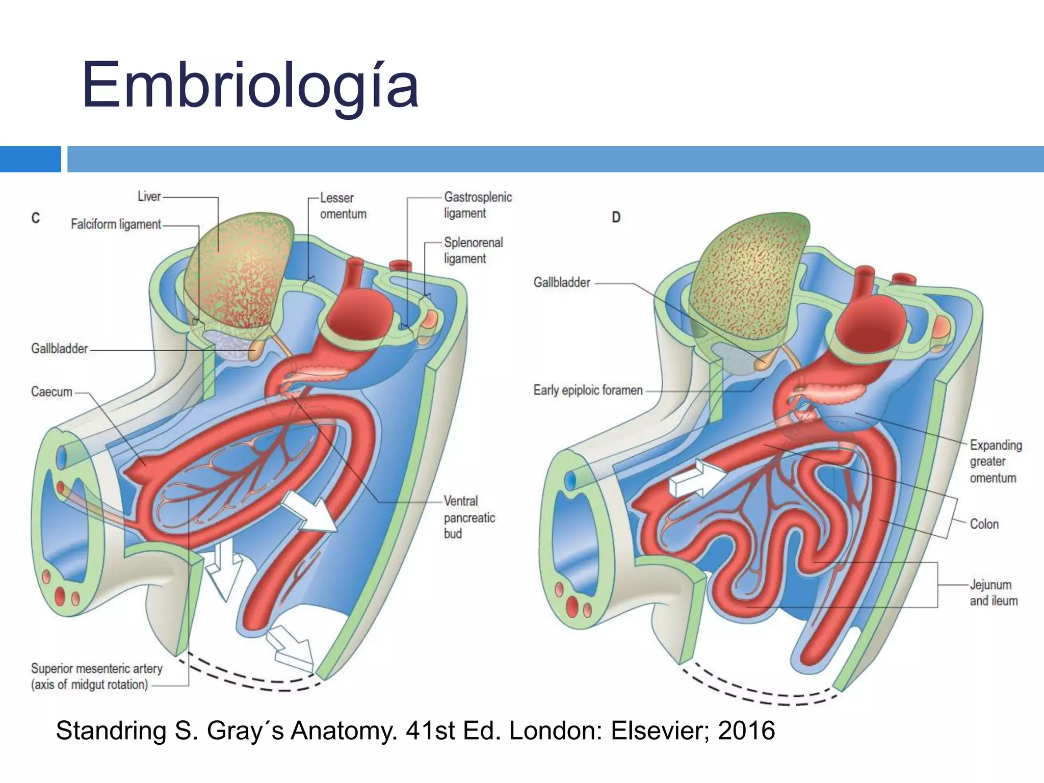 Anatomía y Fisiología del peritoneo y peritonitis | PPTX