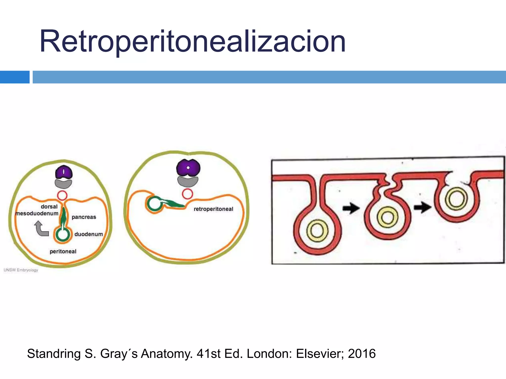 Anatomía y Fisiología del peritoneo y peritonitis | PPTX