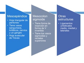 Anatomía y Fisiología del peritoneo y peritonitis | PPTX