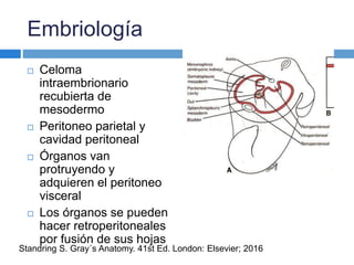 Anatomía y Fisiología del peritoneo y peritonitis | PPTX