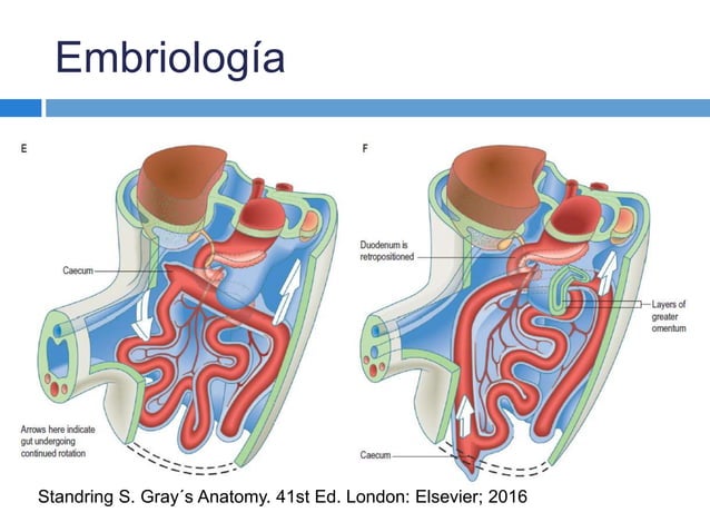 Anatomía y Fisiología del peritoneo y peritonitis | PPT