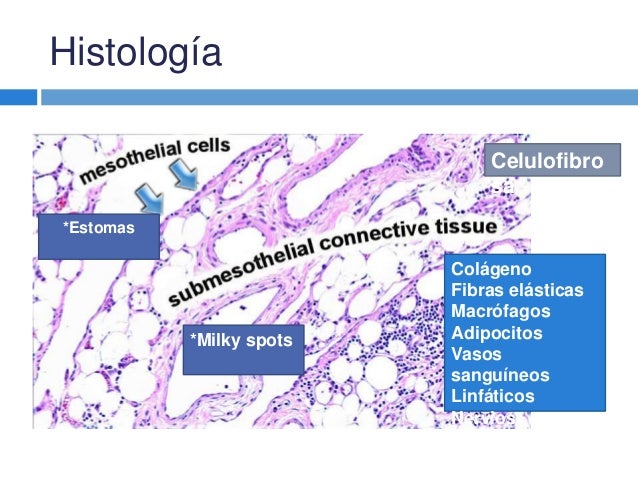 Anatomía y Fisiología del peritoneo y peritonitis