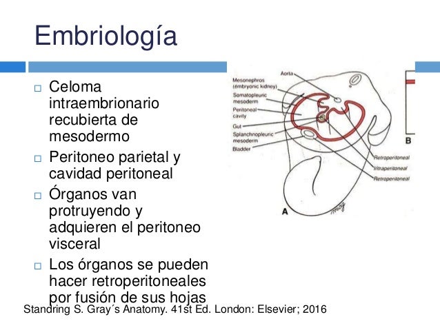 Anatomía y Fisiología del peritoneo y peritonitis