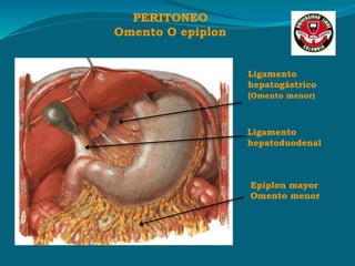 Peritoneo | PPTX