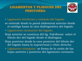 Peritoneo | PPTX