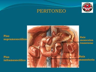 Peritoneo | PPTX