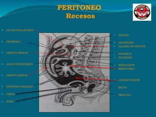 Peritoneo | PPTX