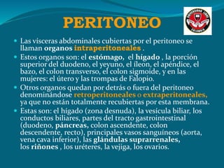 Peritoneo | PPTX