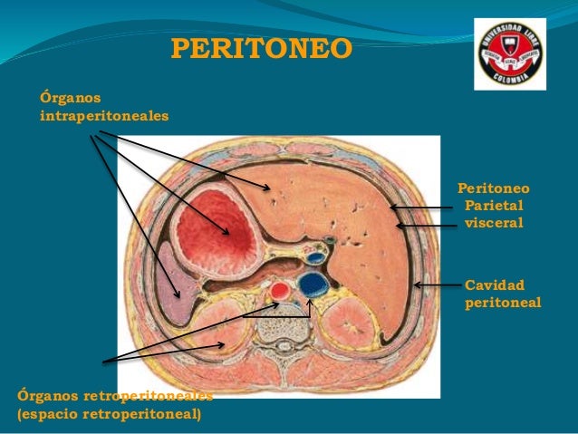 Peritoneo