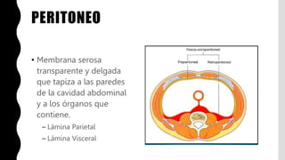 peritoneo.pptx
