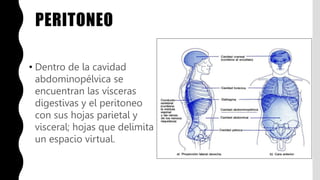 peritoneo.pptx