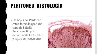 peritoneo.pptx