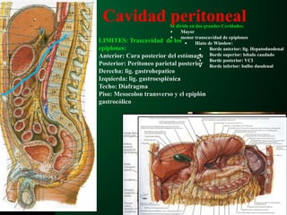 peritoneo sus partes anatomicas que es y muchas cosas mas | PDF
