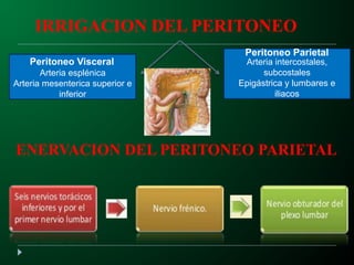 peritoneo sus partes anatomicas que es y muchas cosas mas | PDF