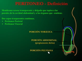 peritoneo sus partes anatomicas que es y muchas cosas mas | PDF