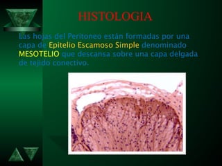 peritoneo sus partes anatomicas que es y muchas cosas mas | PDF