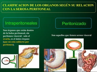 peritoneo sus partes anatomicas que es y muchas cosas mas | PDF