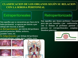 peritoneo sus partes anatomicas que es y muchas cosas mas | PDF