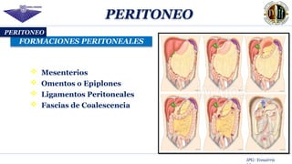 anatomia del peritoneo y sus anexos.pptx