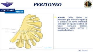 anatomia del peritoneo y sus anexos.pptx