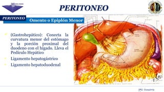 anatomia del peritoneo y sus anexos.pptx