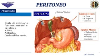 anatomia del peritoneo y sus anexos.pptx