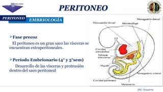 anatomia del peritoneo y sus anexos.pptx